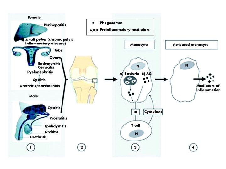 Bacterias intracelulares Obligadas y opcionales Bacterias ...