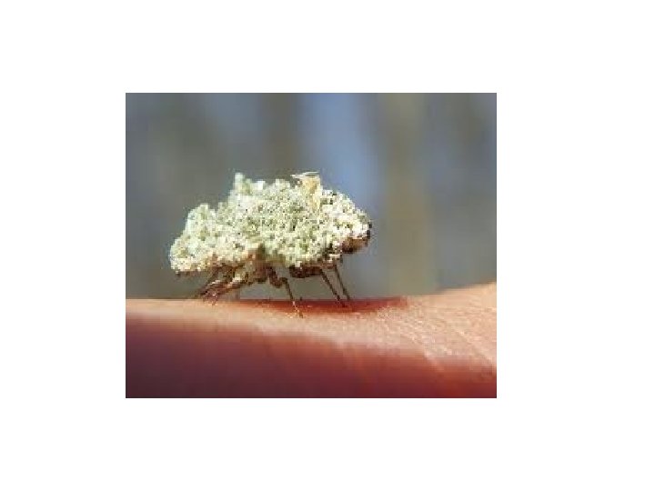 Immature Insects Rick Story Department of Entomology Types