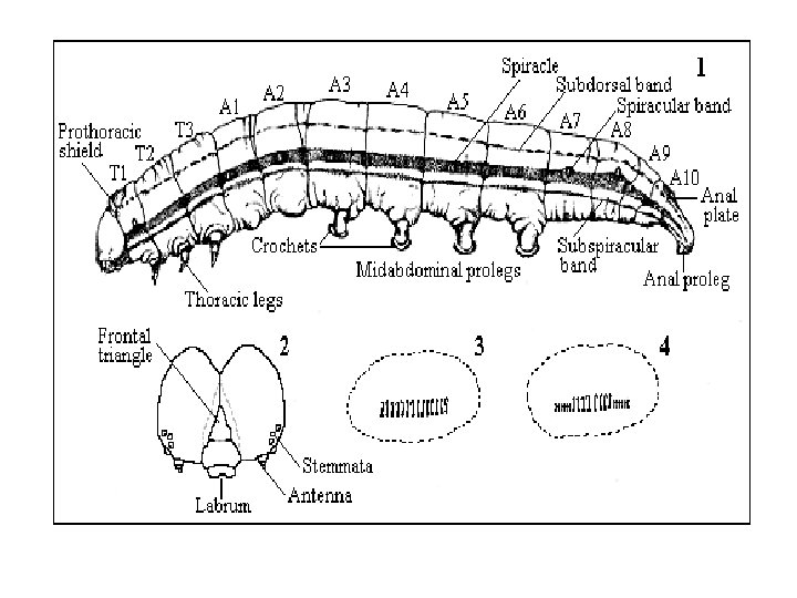 Immature Insects Rick Story Department of Entomology Types