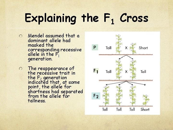The Work of Gregor Mendel Chapter 11 Section