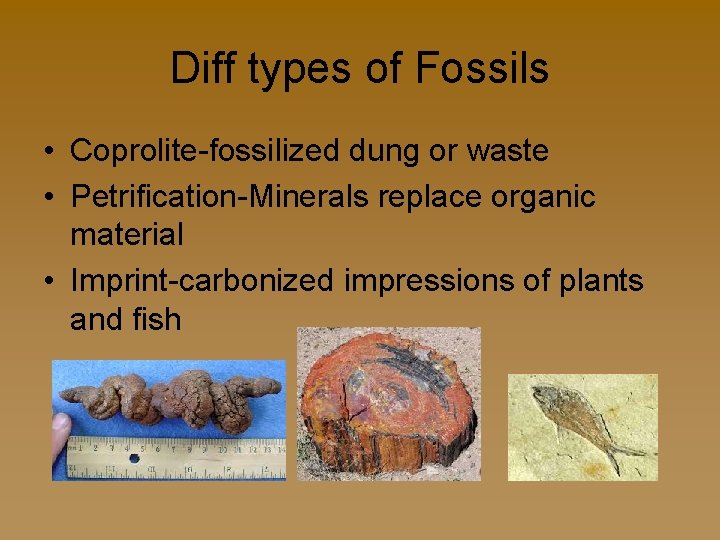 What are fossils The remains imprints or traces