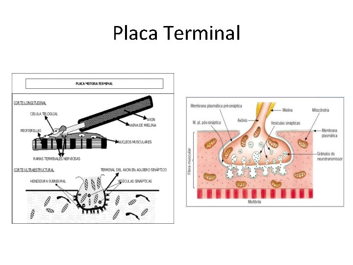 Fisiologa muscular Professor Vernica Pantoja Lic MSP Kinesiologia