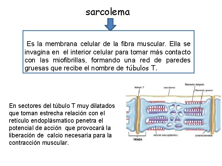 Fisiologa muscular Professor Vernica Pantoja Lic MSP Kinesiologia