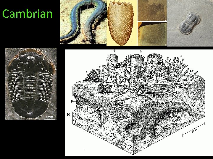 RangeThrough Chart and Diversity Curve Lab Dr Kate