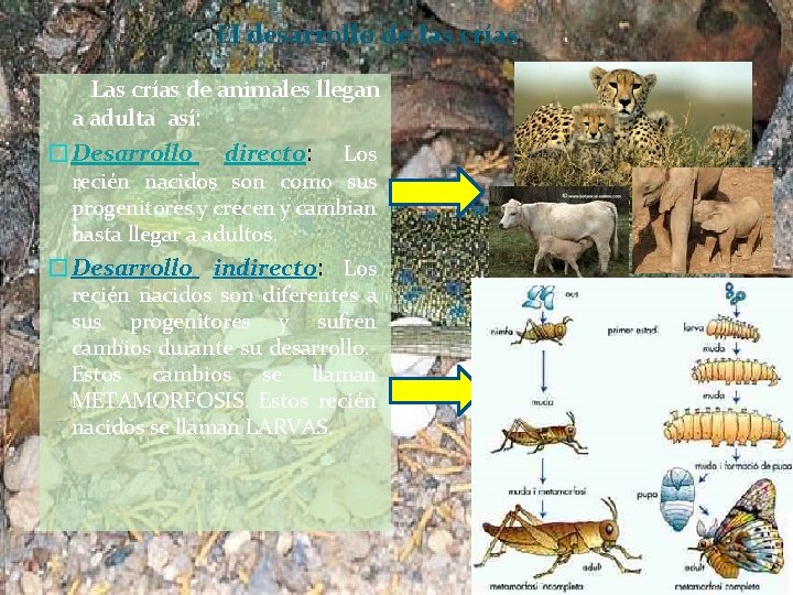 La reproduccin de los animales 5 de primaria