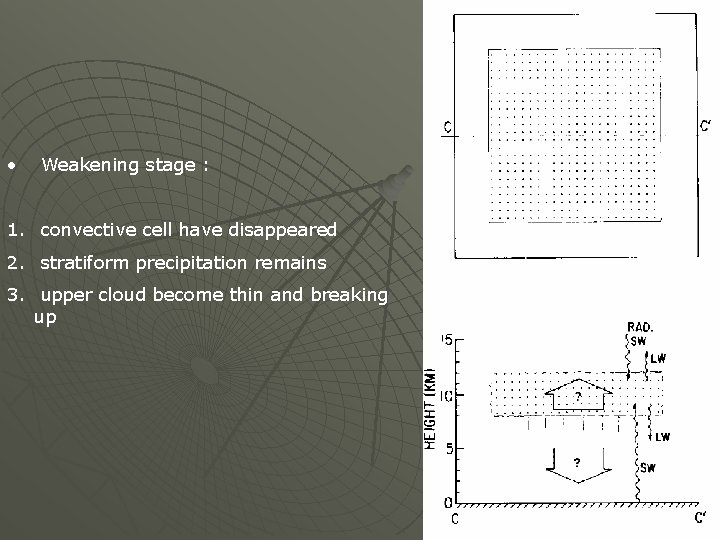 Observed structure of mesoscale convective systems and implications