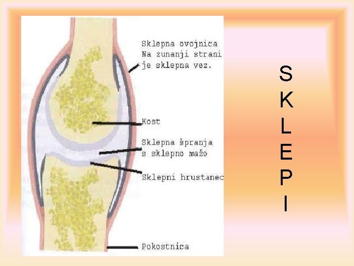 ZGRADBA KOSTI SKLEPI POKODBE IN BOLEZNI KOSTI ZGRADBA