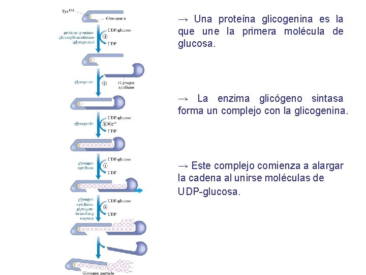 Metabolismo del glucgeno El glucgeno representa la principal
