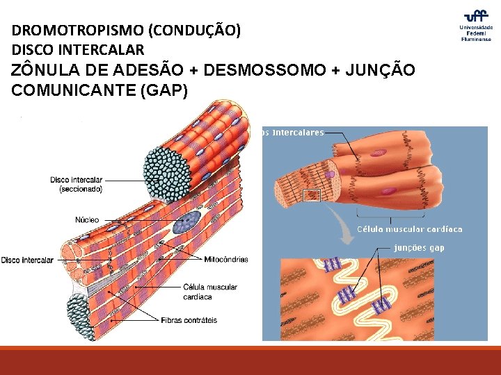 FISIOLOGIA DO SISTEMA CARDDIOVASCULAR I ELYZABETH DA CRUZ