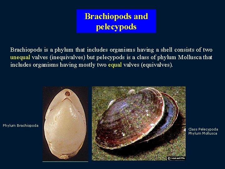 Brachiopods and pelecypods Brachiopods is a phylum that