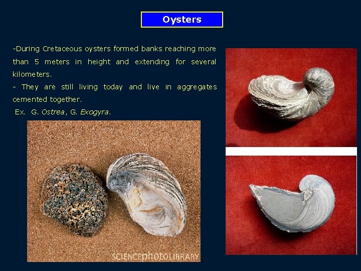 Brachiopods and pelecypods Brachiopods is a phylum that