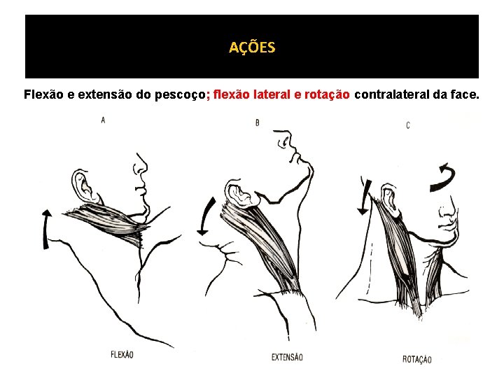 RCG 1036 ANATOMIA TOPOGRFICA APLICADA FISIOTERAPIA AULA 5