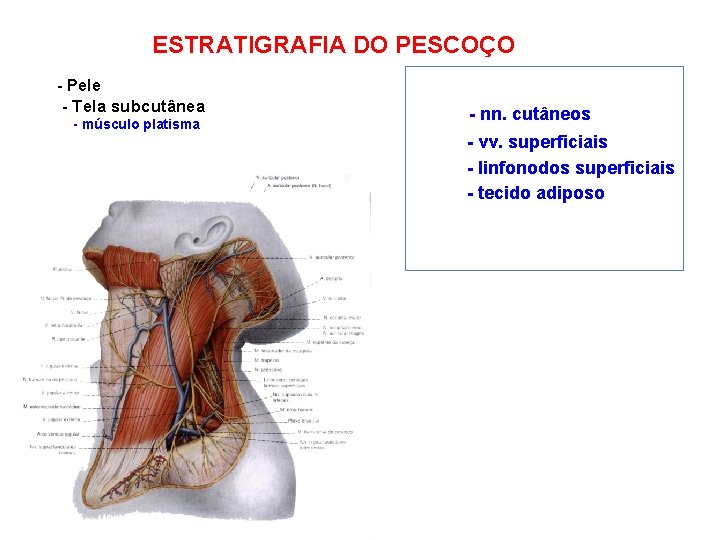 RCG 1036 ANATOMIA TOPOGRFICA APLICADA FISIOTERAPIA AULA 5