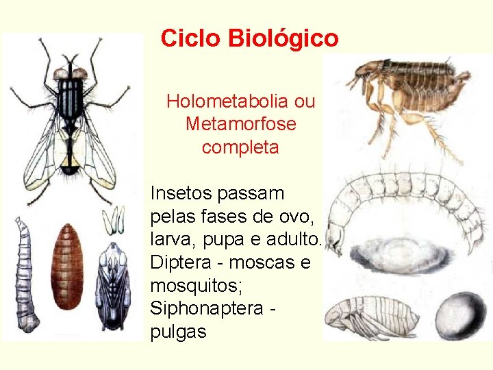 ARTRPODES PARASITAS E VETORES Caractersticas gerais O filo