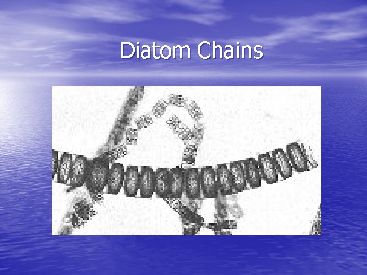 Primary Producers Algae microscopic plankton and benthic Cyanobacteria