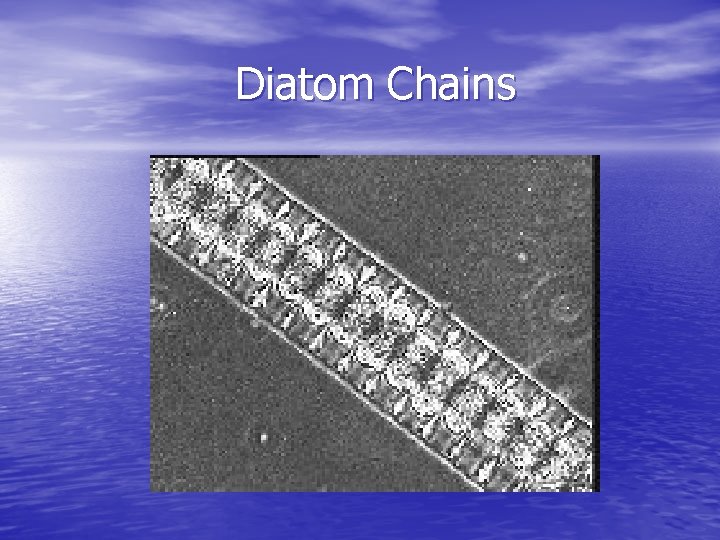 Primary Producers Algae microscopic plankton and benthic Cyanobacteria