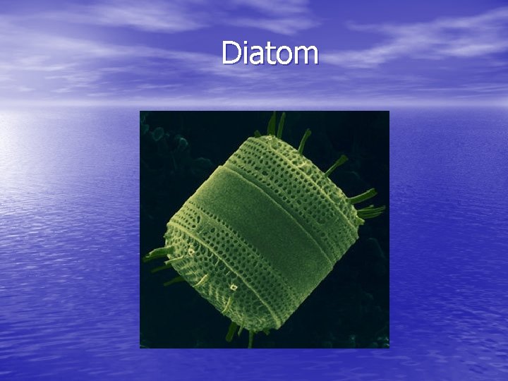 Primary Producers Algae microscopic plankton and benthic Cyanobacteria