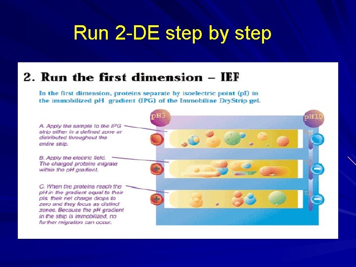 Two dimensional electrophoresis Sample preparation Session I Two