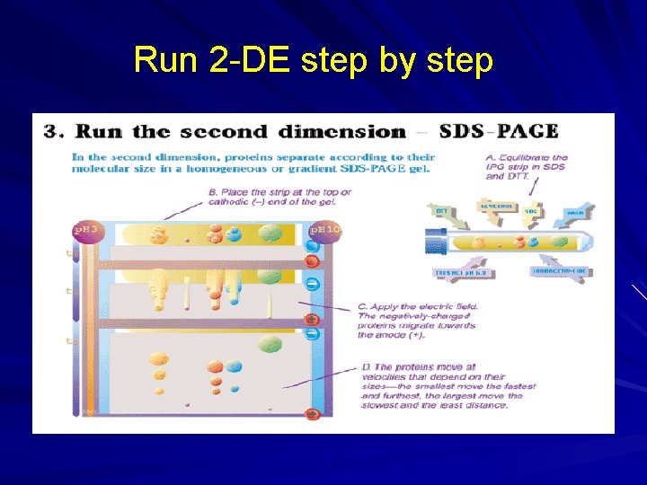 Two dimensional electrophoresis Sample preparation Session I Two