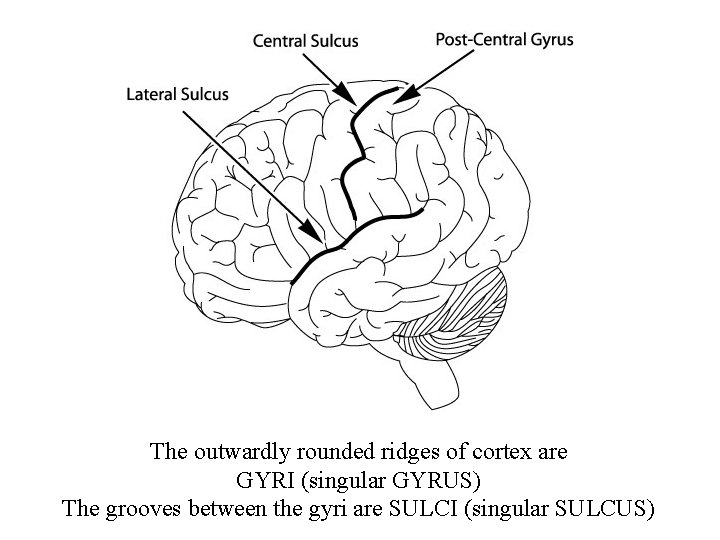 A fresh brain with dura removed Note the