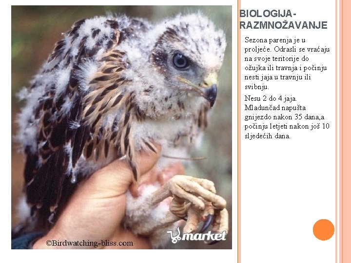 ZATIENA IVOTINJA Jastreb JASTREB Jastreb je ptica grabljivica