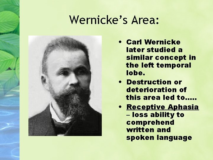 Biological Bases of Behavior The Brain Chapter 3