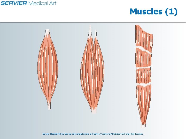 A service provided to medicine by Muscles Servier