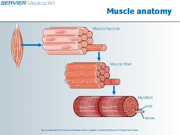 A service provided to medicine by Muscles Servier