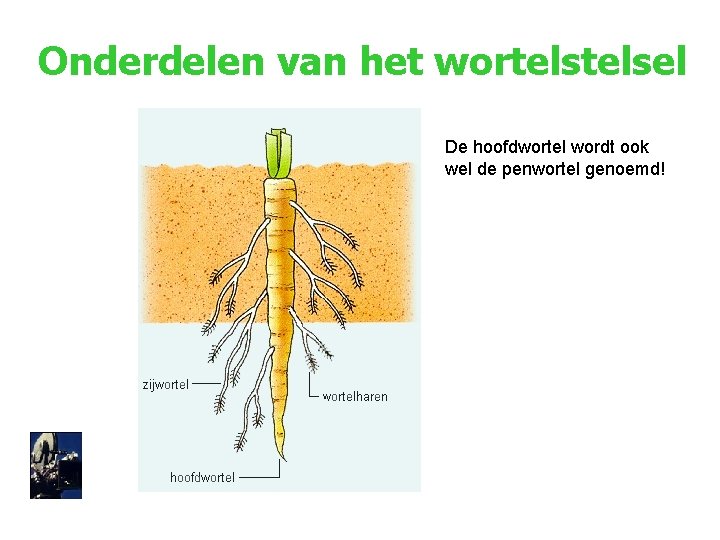 Thema planten Les 6 Wortels Docent Ernest Vak