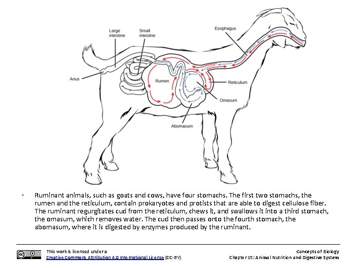 Concepts of Biology Animal Nutrition and Digestive System