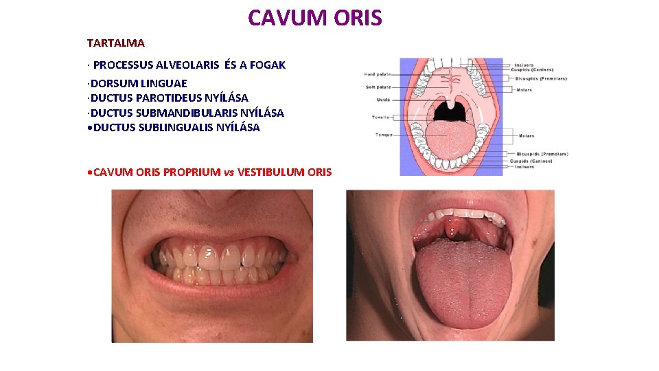 Histologie der Zunge und der Zhne Entwicklung der