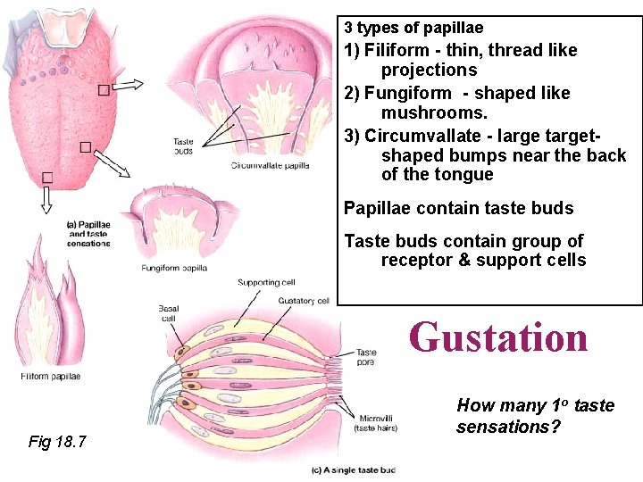 Chapter 18 General Special Senses 1 Chapter objectives