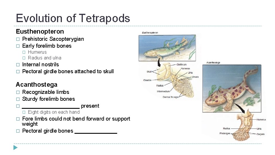 Never grow a wishbone where your backbone ought