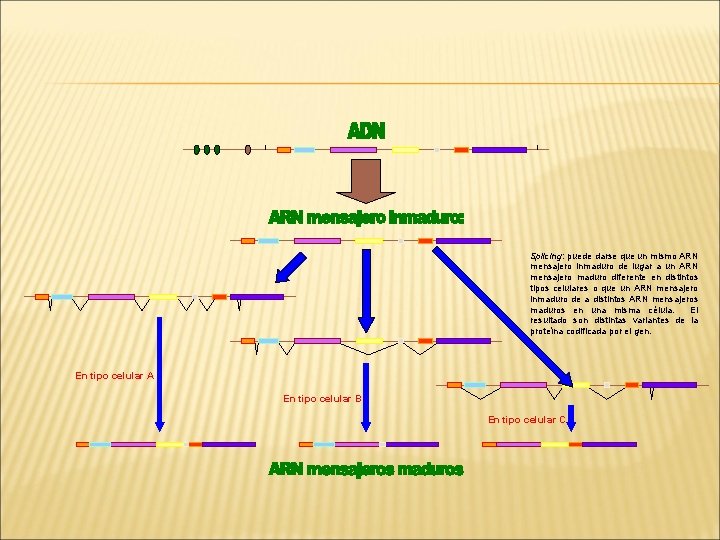 TEMA 4 6 RNA mensajero en eucariotas Jos