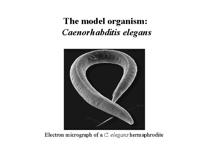 Introduction to C elegans and RNA interference Why