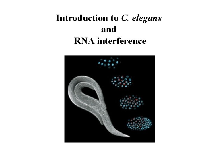 Introduction to C elegans and RNA interference Why