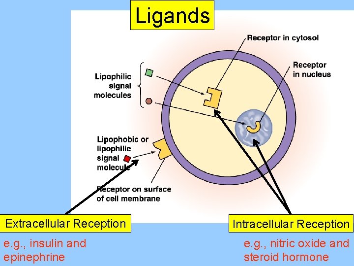 Chapter 15 Baboon text Cell Signaling and Communication
