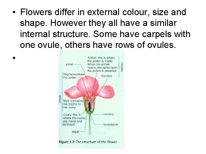 Reproduction in plants How are new plants formed