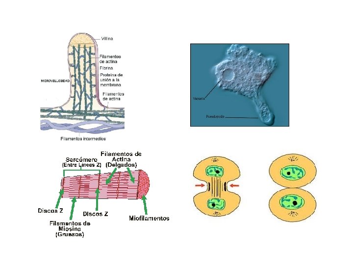 Tema 10 Hialoplasma Citoesqueleto y orgnulos no membranosos