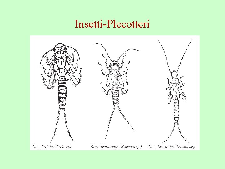 I B E Indice Biotico Esteso Cos lI