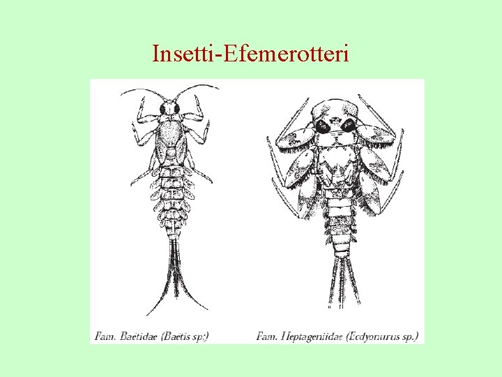 I B E Indice Biotico Esteso Cos lI