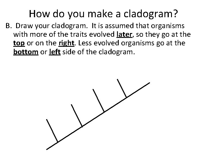 Cladograms What Does A Cladogram Show Us A Cladograms What Does A Cladogram Show Us A