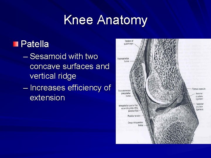 Evaluation of Knee Injuries Dr Alan A Zakaria