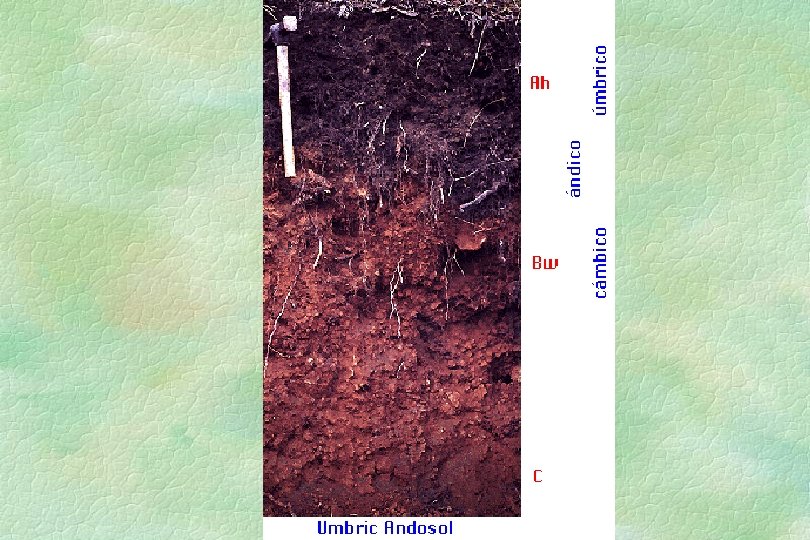 clasificacin del suelo MAPA DE SUELOS DEL MUNDO