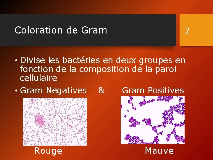 Microscopie Colorations Diffrentielles 1 Coloration de Gram 2