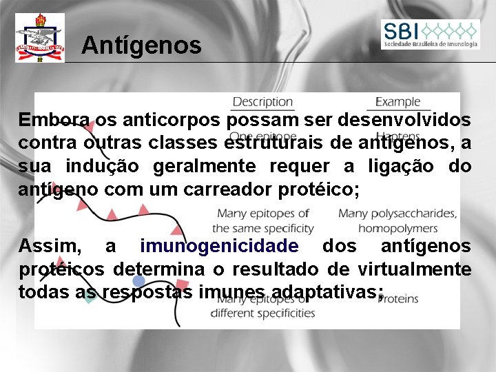 Antgenos e Anticorpos Antigenicidade e Imunogenicidade Estrutura Bsica