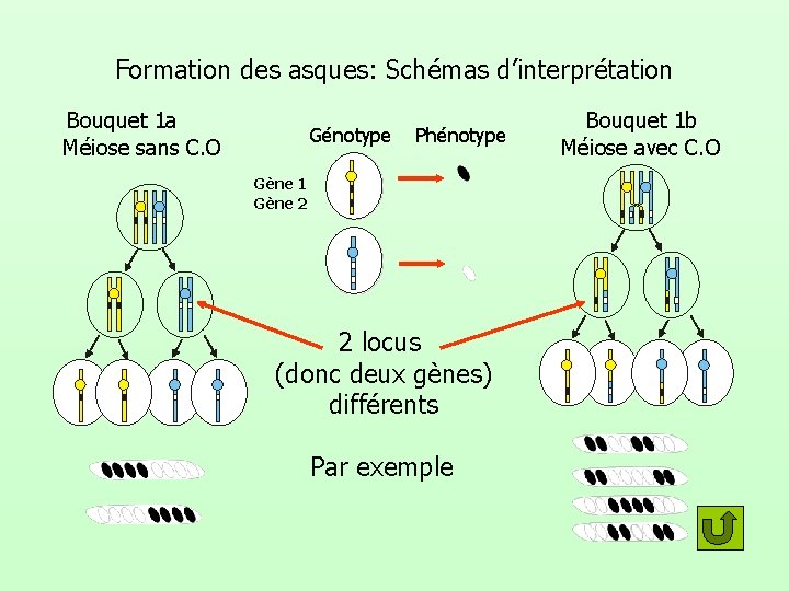Exercices de gntique application Exercice 1 asques Asques