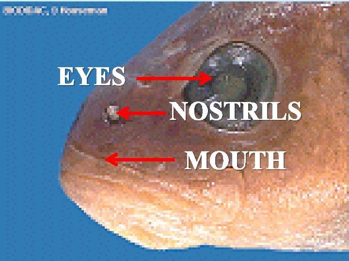 Fish Dissection Image from http www chm bris