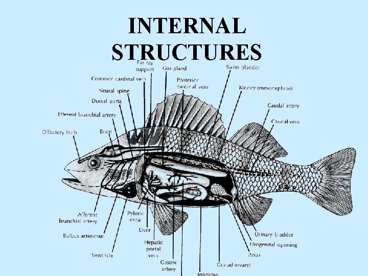 Fish Dissection Image from http www chm bris