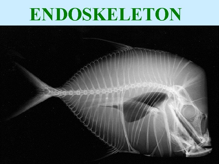 Fish Dissection Image from http www chm bris